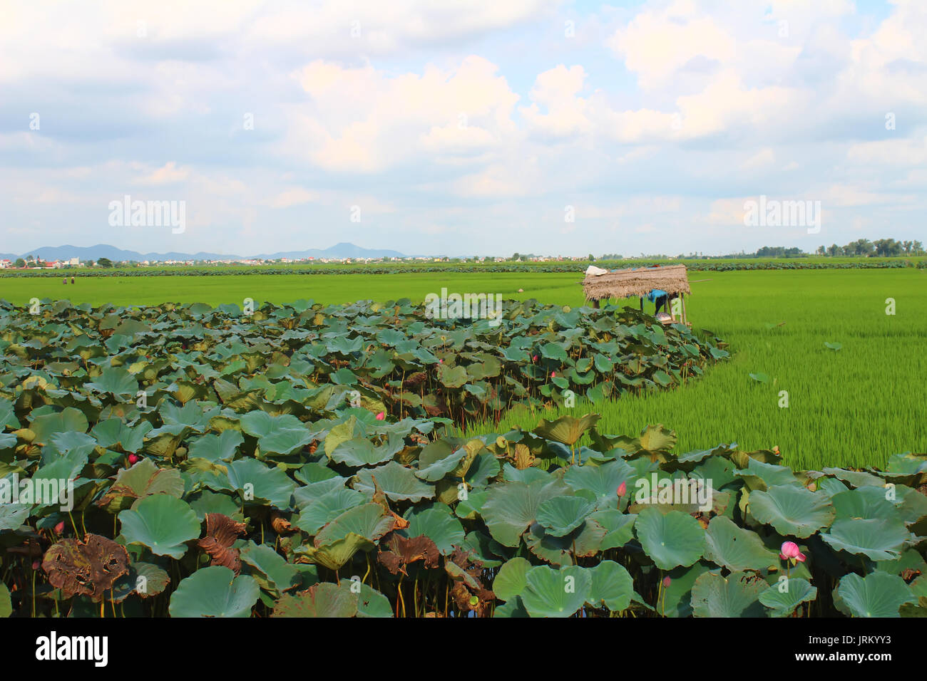 green rice, field, lotus pond, hut and sky Stock Photo - Alamy