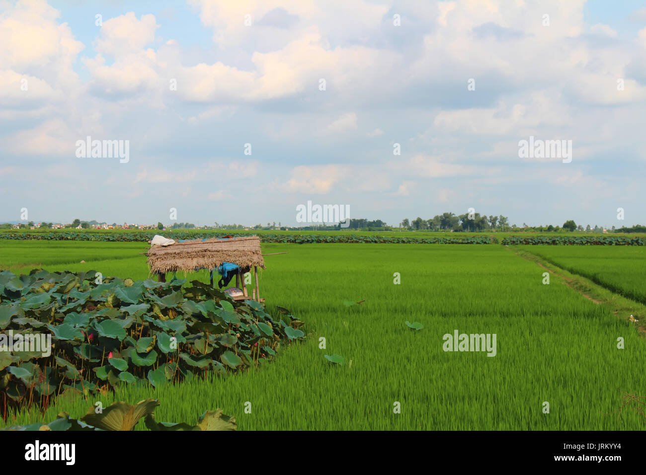green rice, field, lotus pond, hut and sky Stock Photo - Alamy