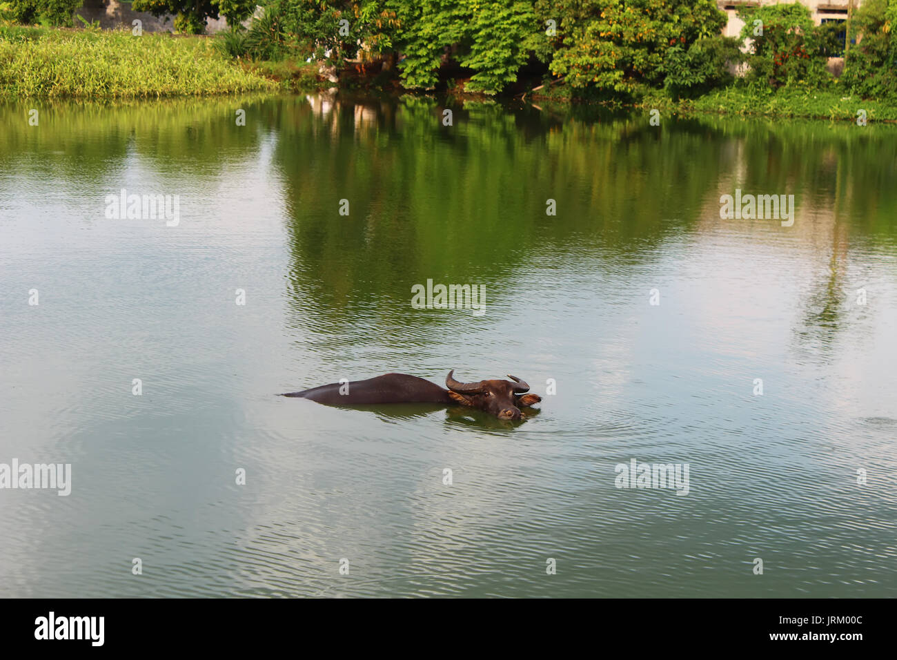 Buffalo in pond hi-res stock photography and images - Alamy