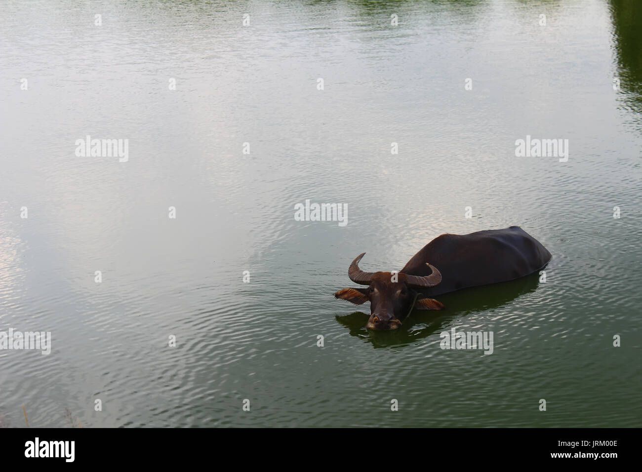 Buffalo in pond hi-res stock photography and images - Alamy