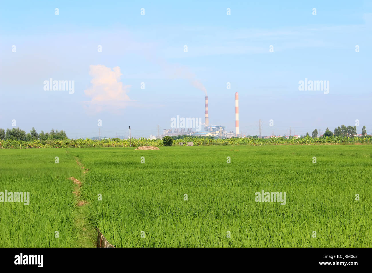 The rice field and factory Stock Photo - Alamy