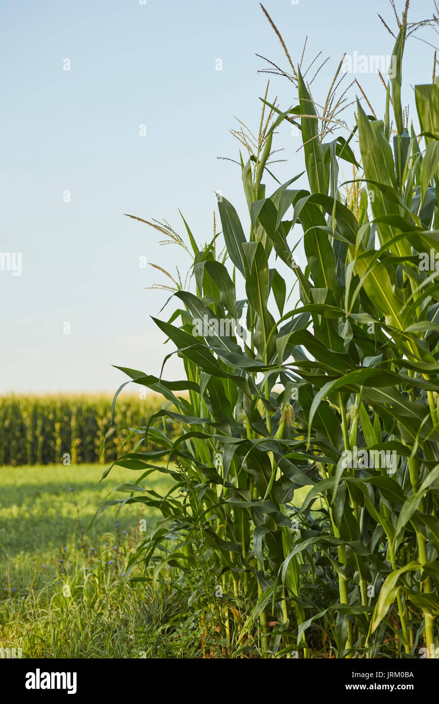 Pennsylvania lancaster corn hi-res stock photography and images - Alamy