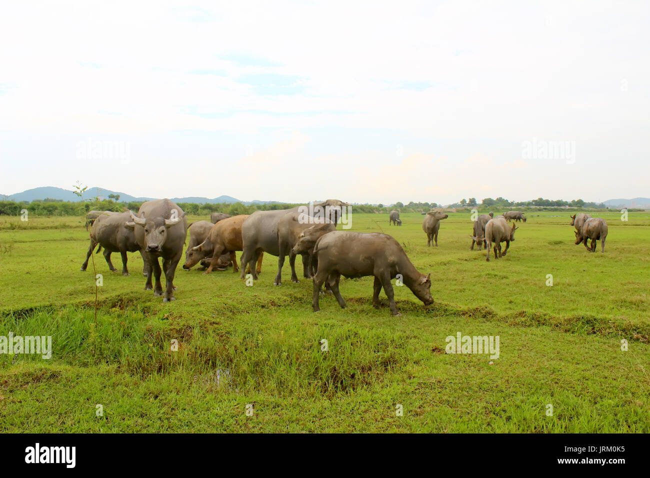 herd of buffalo on the field Stock Photo - Alamy