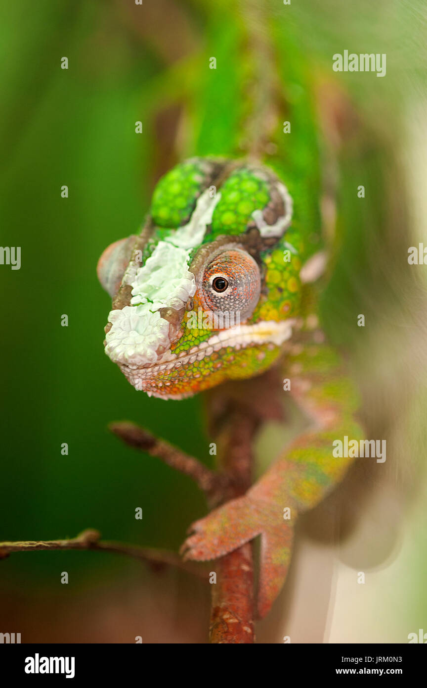 Zygodactylous feet hi-res stock photography and images - Alamy