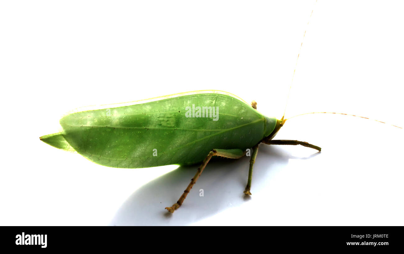 Entomology feelers hi-res stock photography and images - Alamy