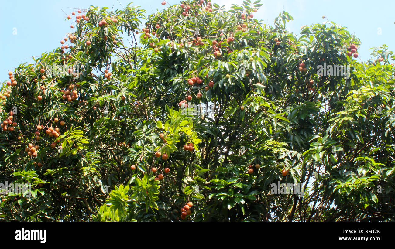 Lychee tree hi-res stock photography and images - Alamy