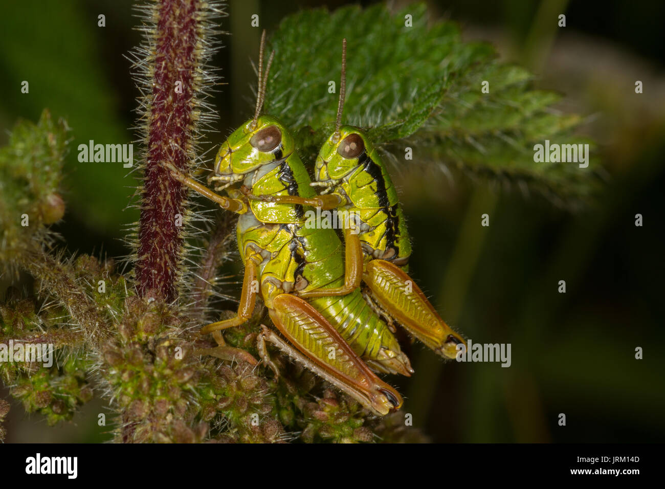 Grasshoppers mating insects grasshoppers mating insects hi-res stock ...