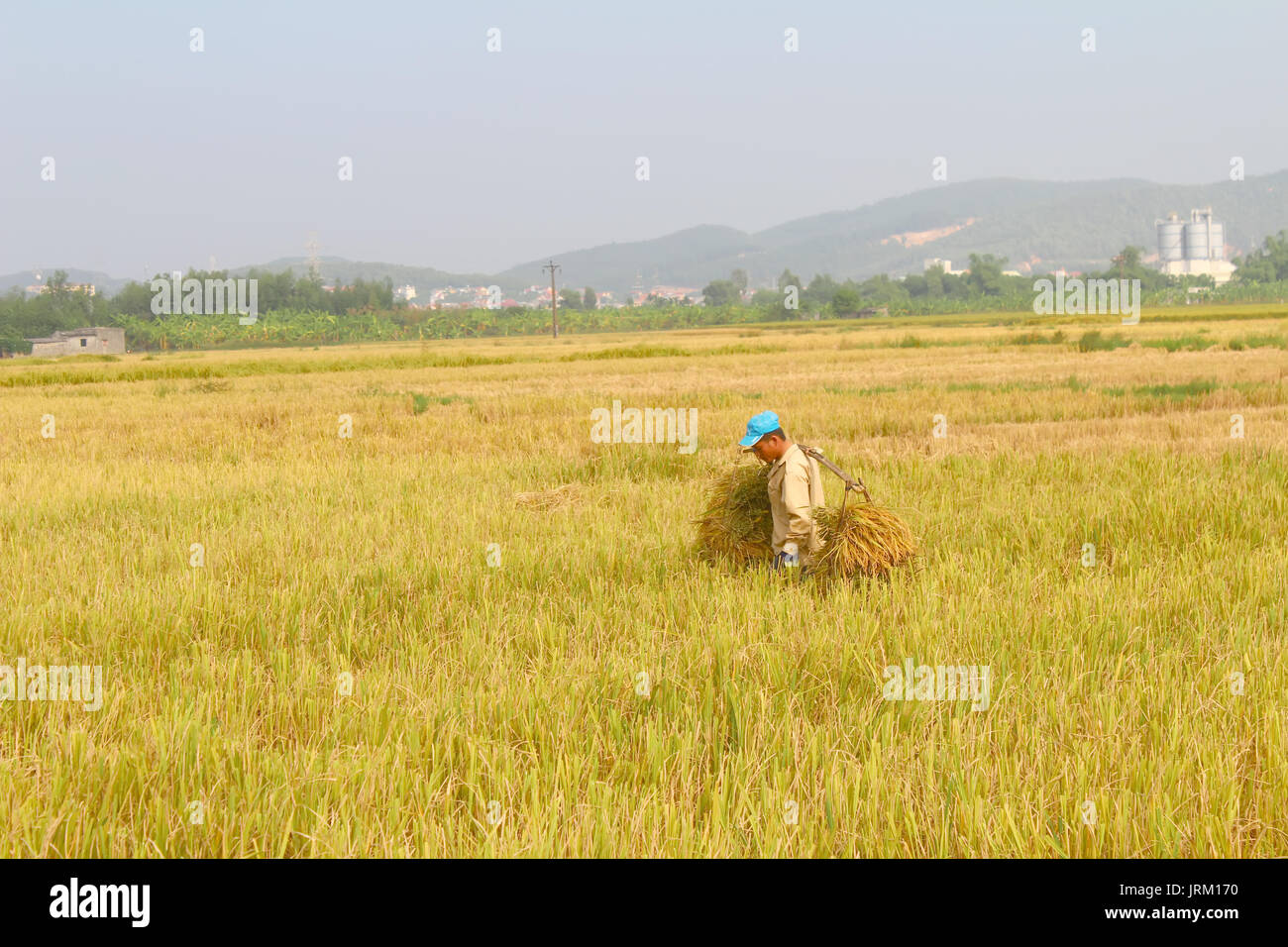 Rice plant bundles hi-res stock photography and images - Alamy