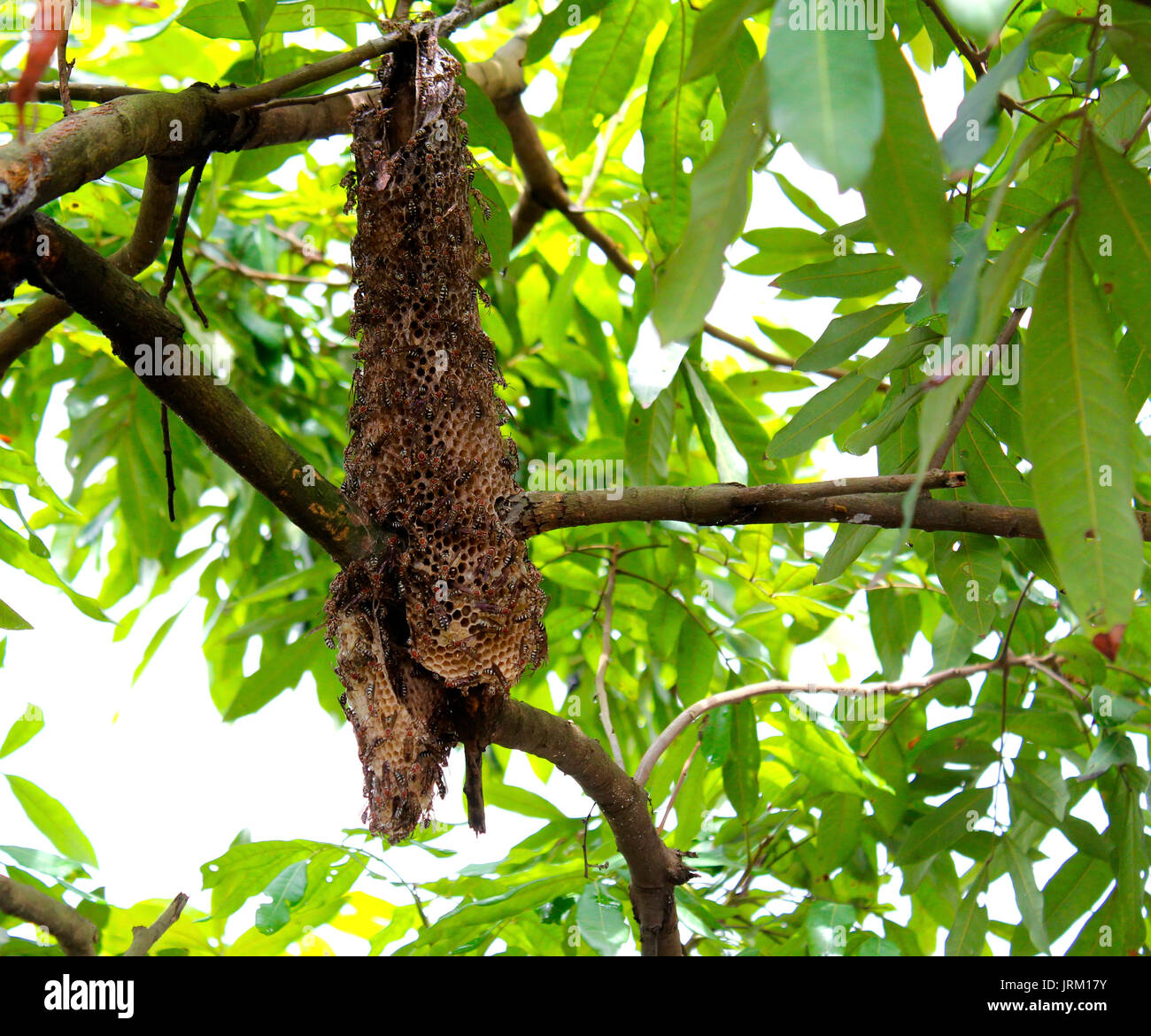Orange beehive hi-res stock photography and images - Alamy