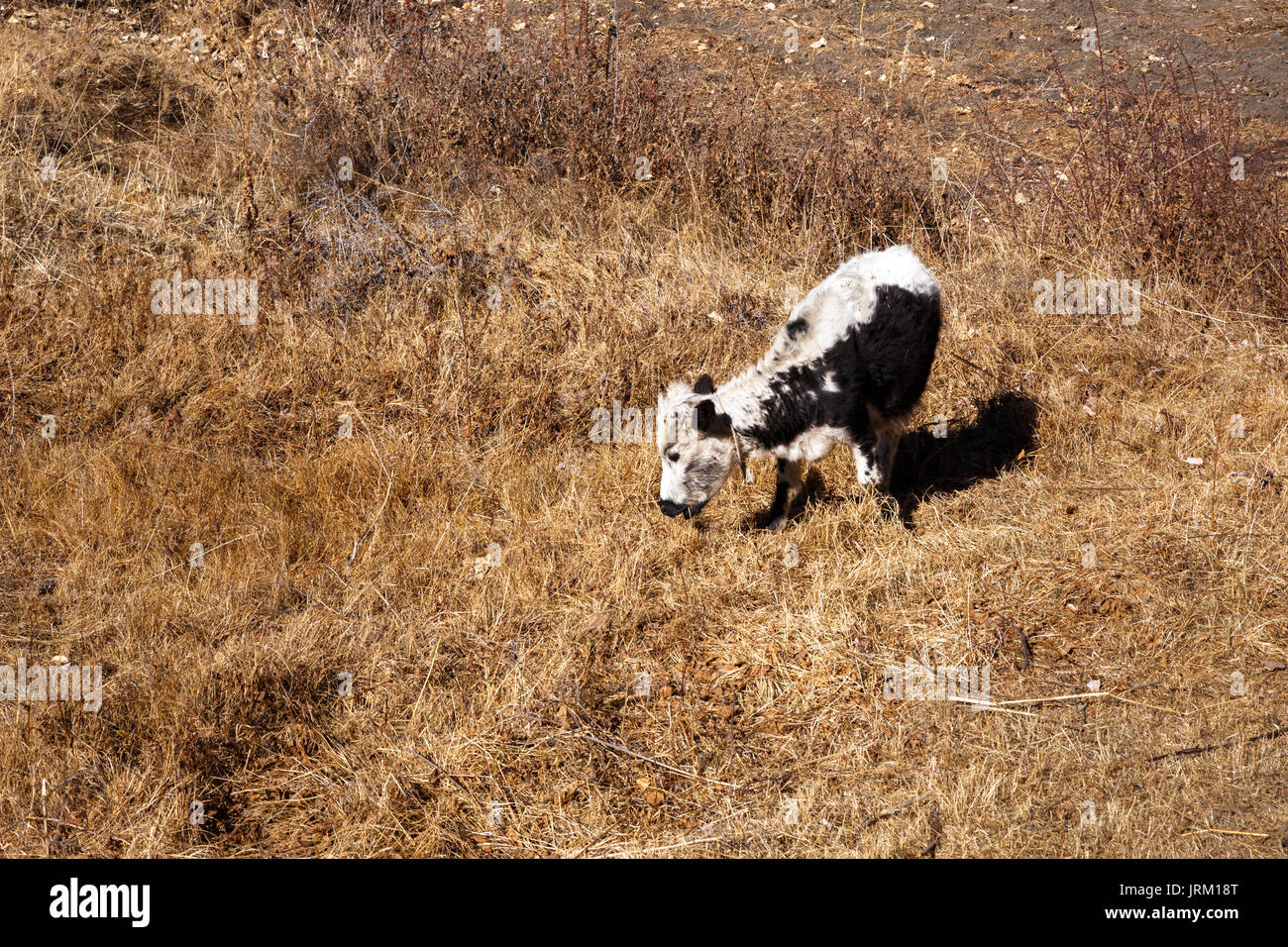 The calf is eating grass Stock Photo - Alamy
