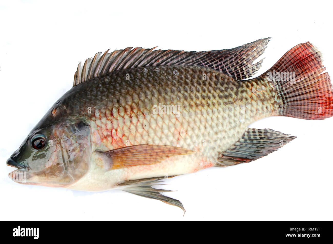 Underwater tilapia hi-res stock photography and images - Alamy