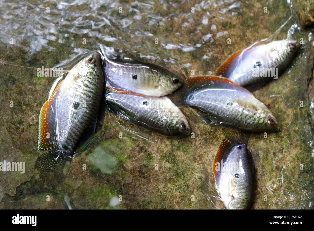 fish in water Stock Photo - Alamy