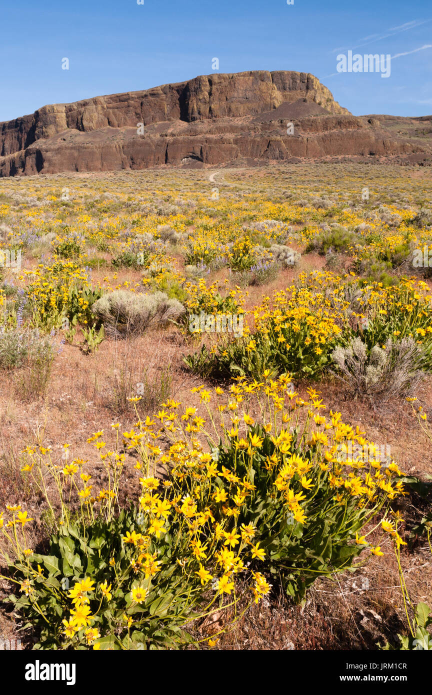 Steamboat Rock Eastern Washington Wildflowers Rocky Ridge Stock Photo ...