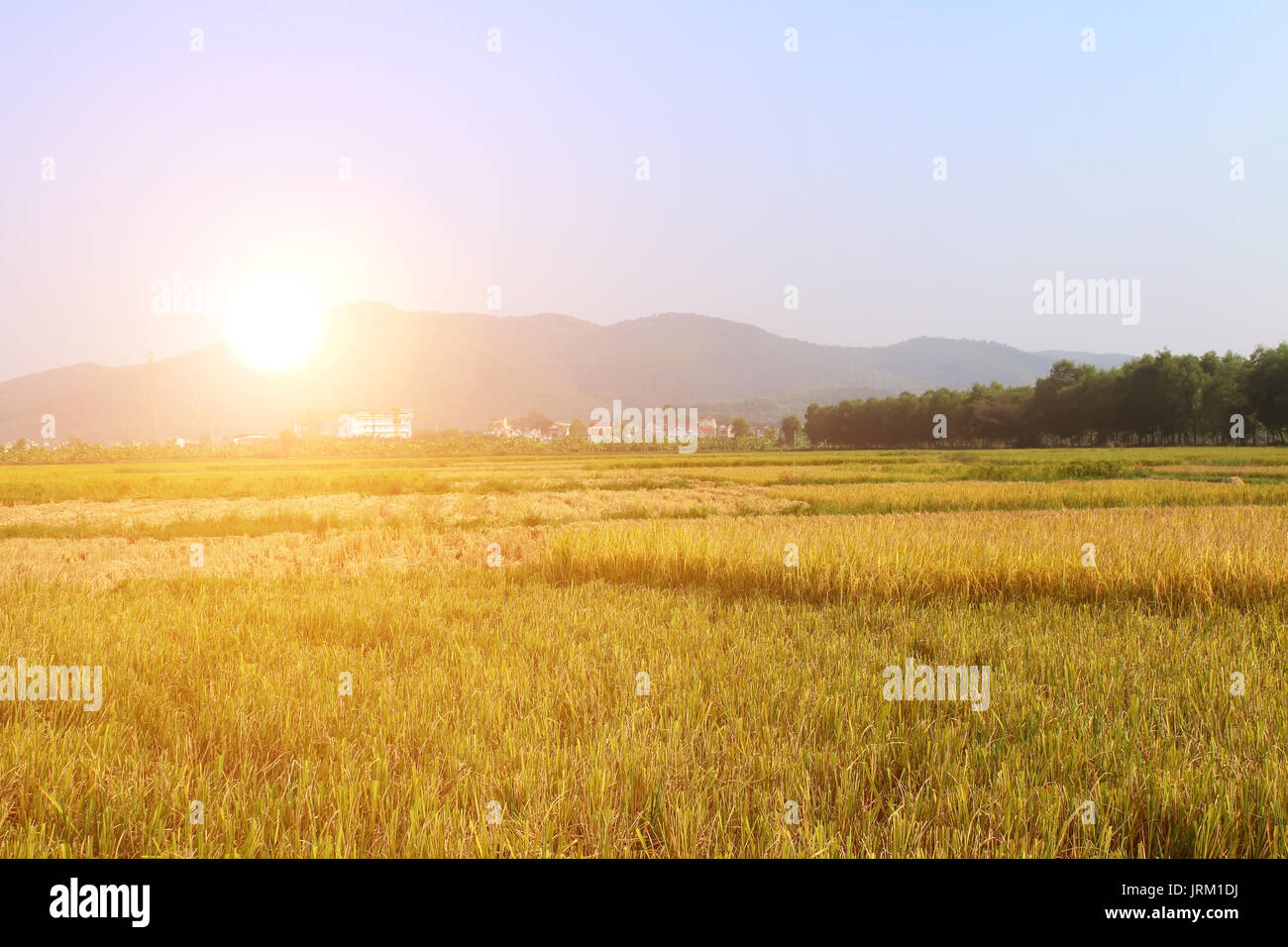 Ripe rice field hi-res stock photography and images - Alamy