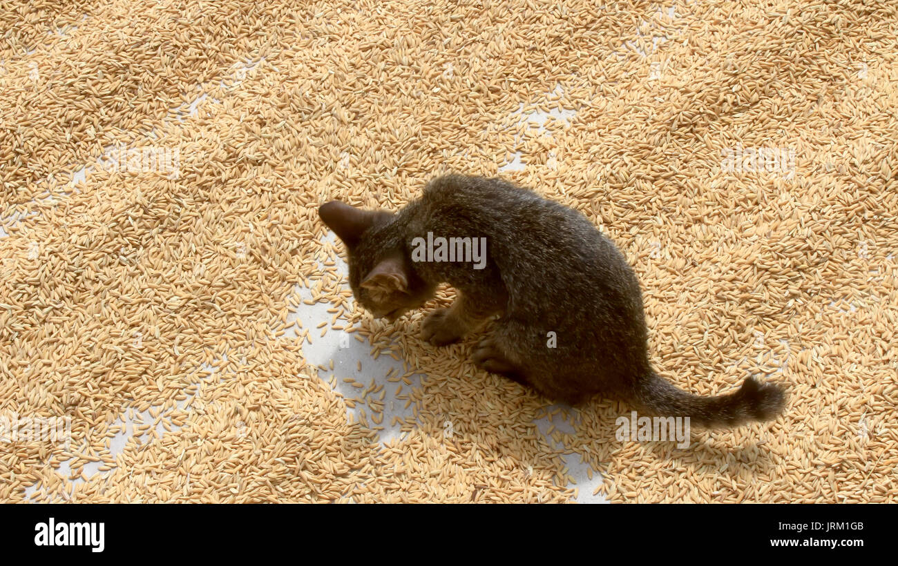 Cat and rice Stock Photo - Alamy