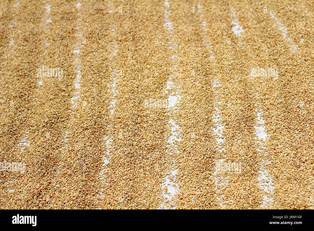 dry rice after harvesting Stock Photo - Alamy
