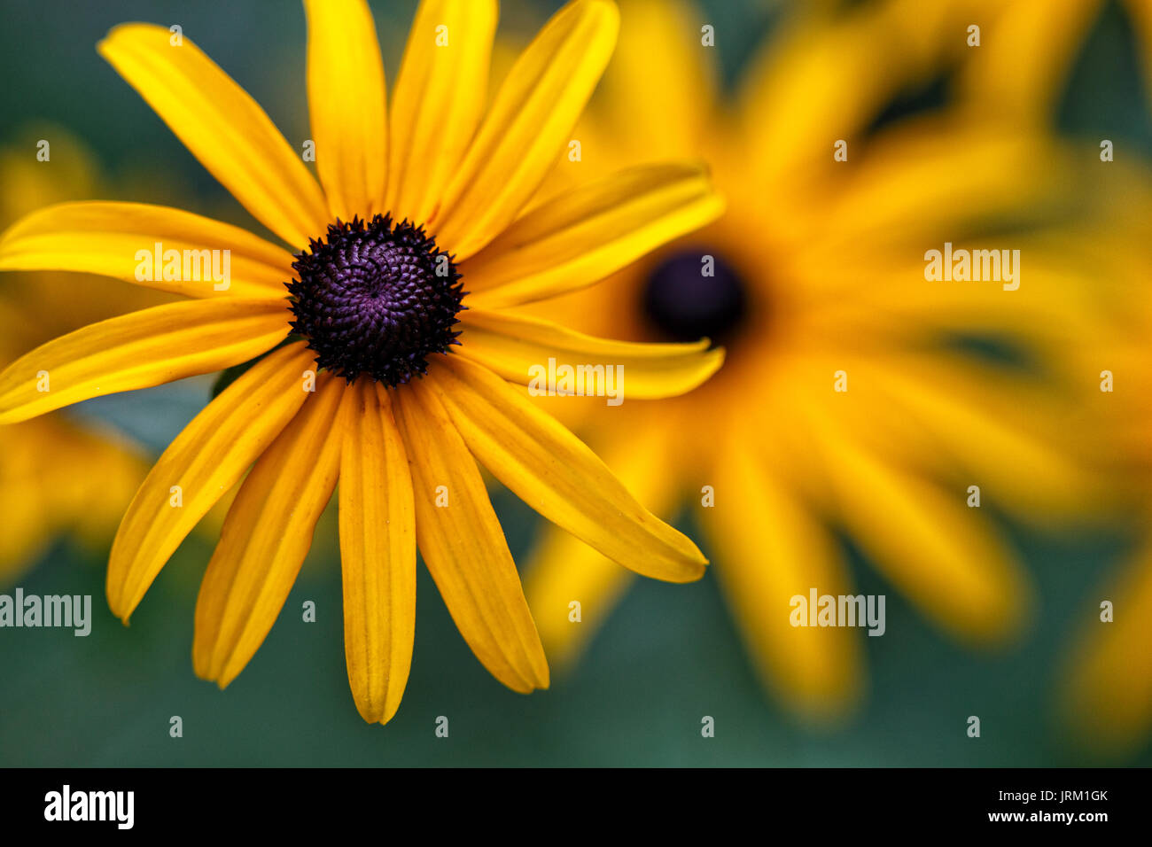 close-up of a black-eyed susan flower (Rudbeckia hirta) with others in ...