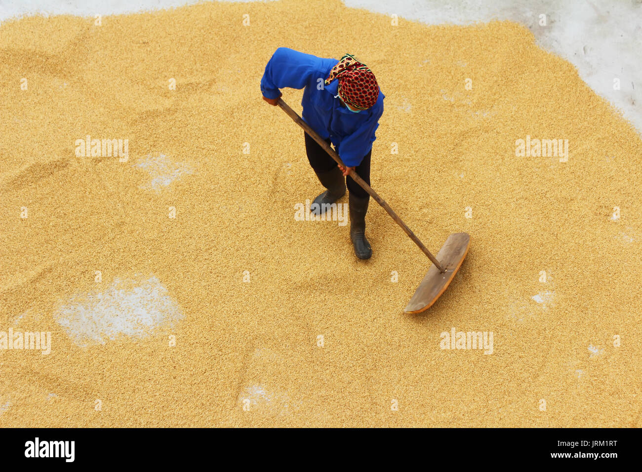 Threshing rice by hand hi-res stock photography and images - Alamy
