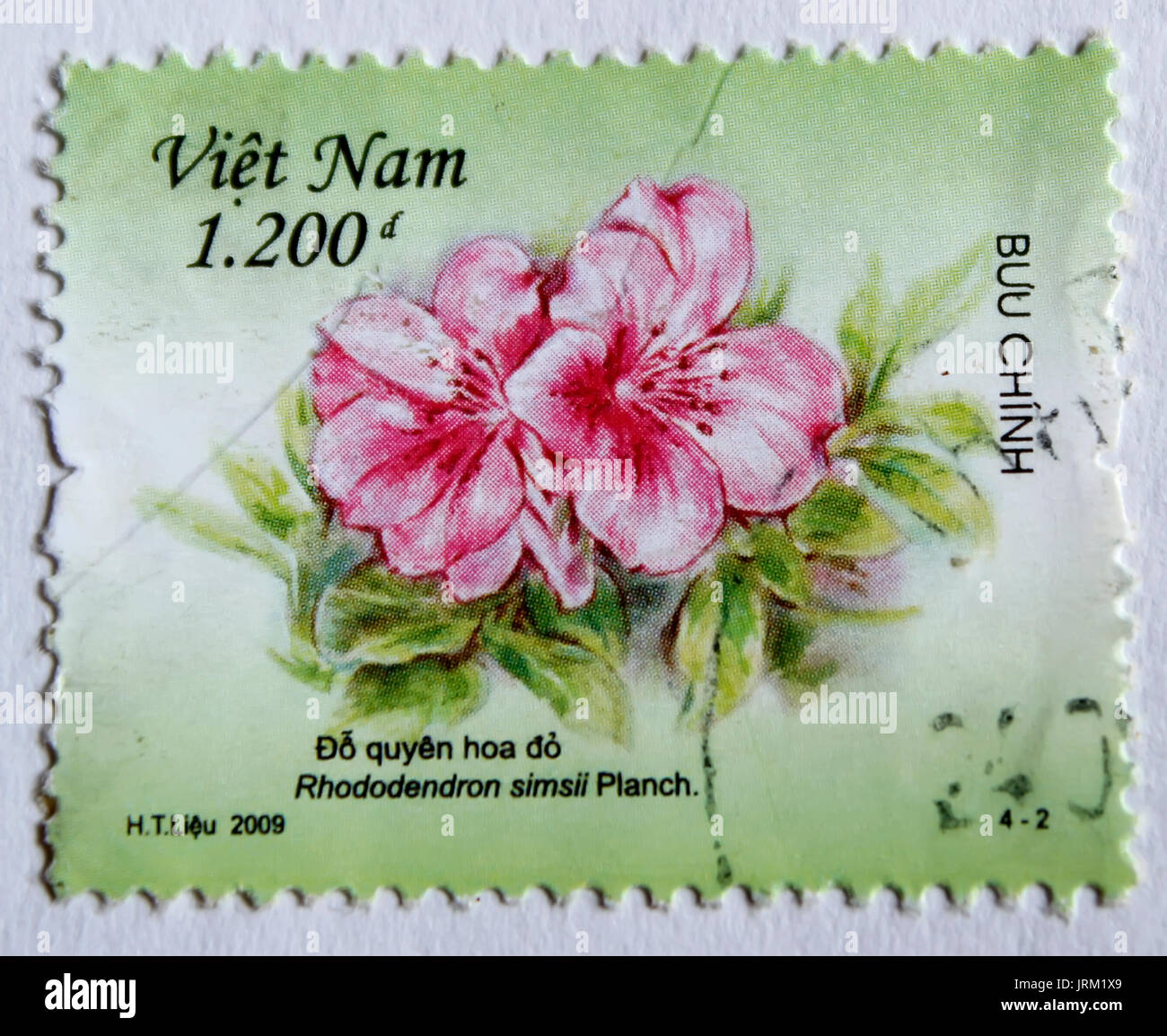 VIETNAM - CIRCA 2009: A stamp printed in Vietnam shows red azalea ...