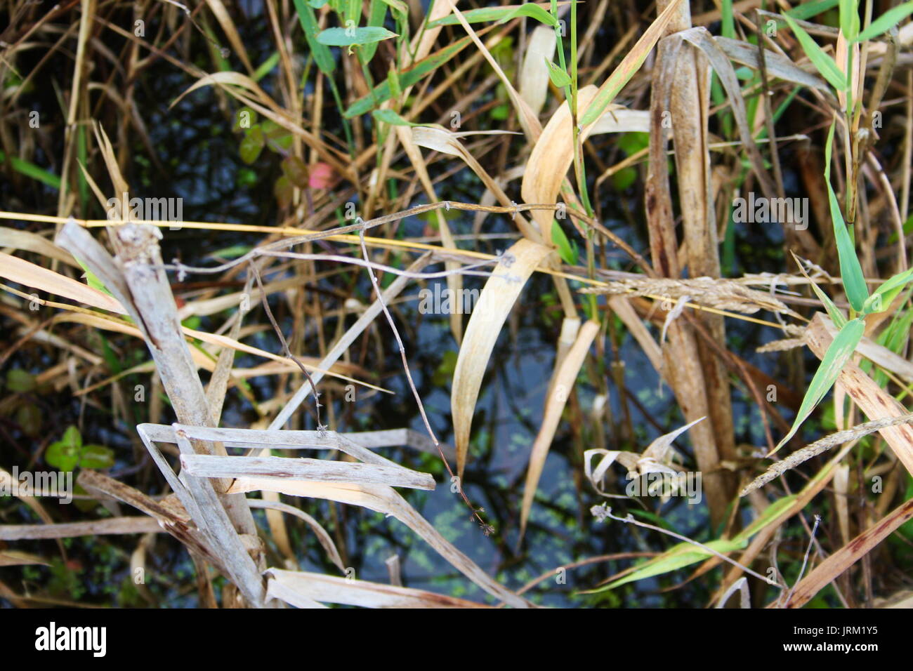 Wild nature around a pond in Champagne France Wild nature around a pond ...