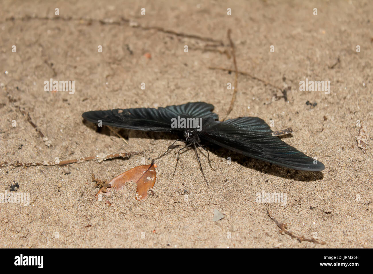 black butterfly on sand Stock Photo - Alamy