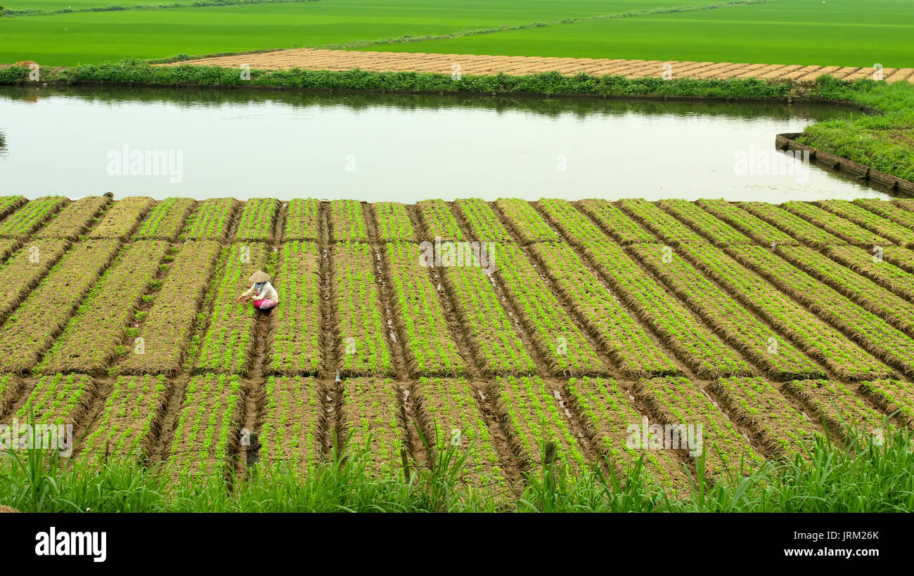 field of vegetables Stock Photo - Alamy