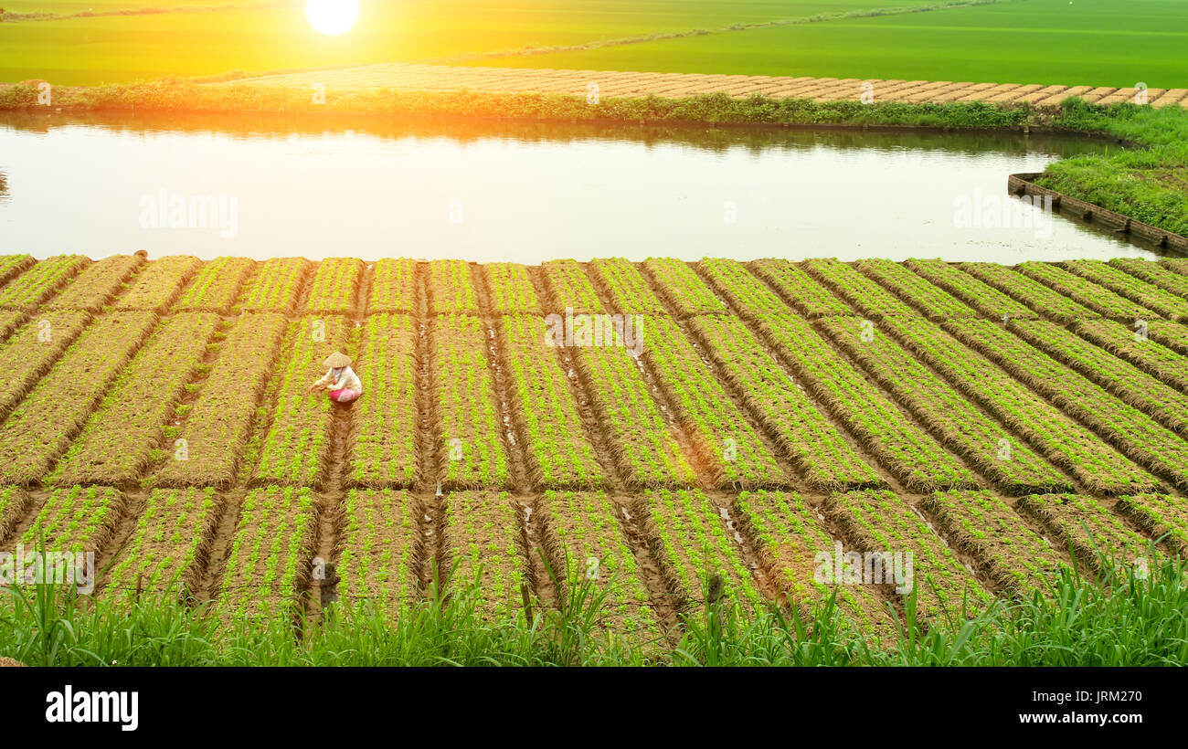 field of vegetables Stock Photo - Alamy
