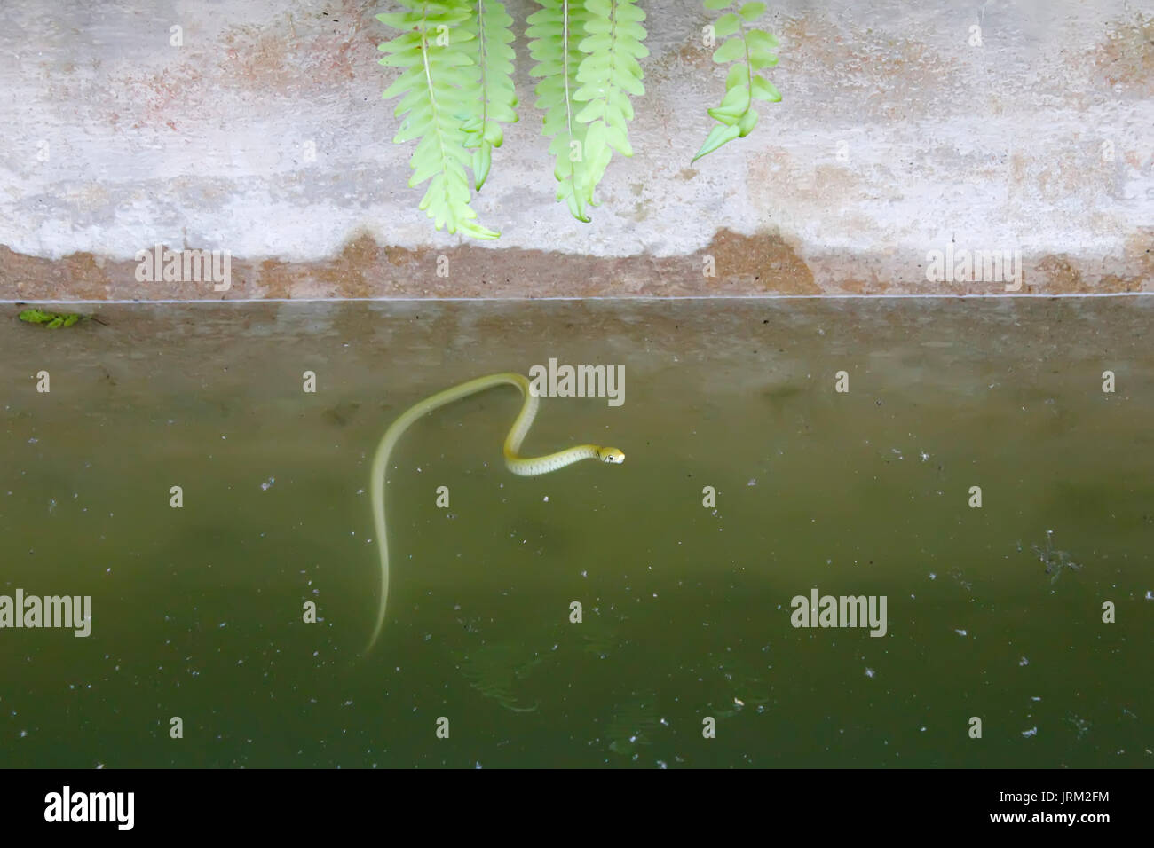 Burmese python everglades hi-res stock photography and images - Alamy