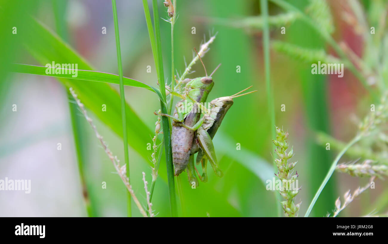 Green shield bug mating hi-res stock photography and images - Alamy