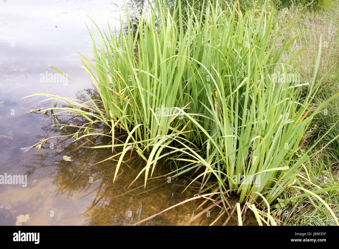 Wild nature around a pond in Champagne France Wild nature around a pond ...
