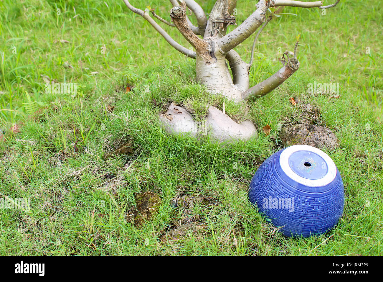 tree and ceramic pot Stock Photo - Alamy