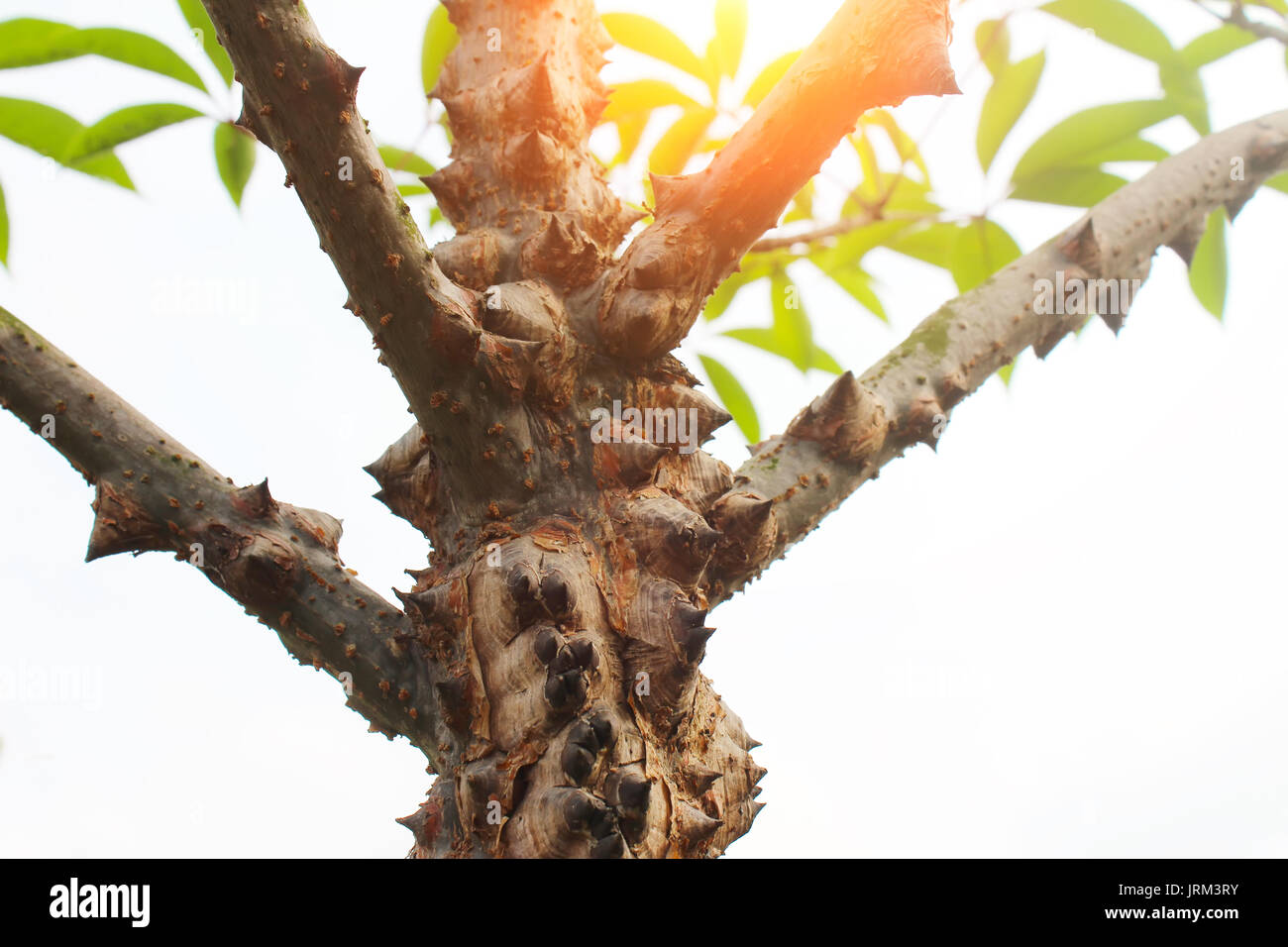 Spiny plants hi-res stock photography and images - Alamy