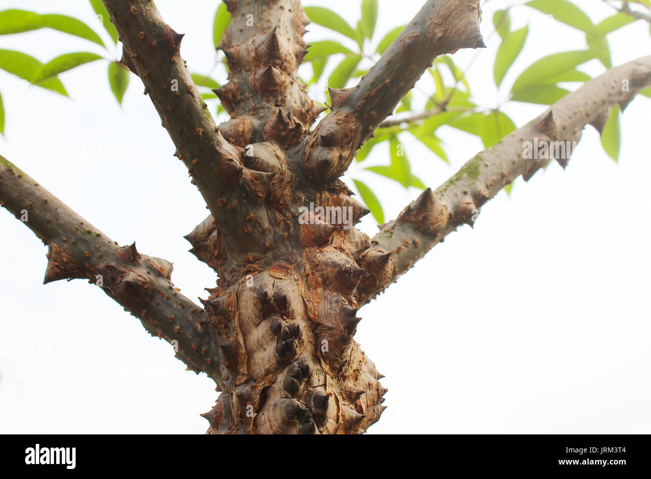 Spiny plants hi-res stock photography and images - Alamy