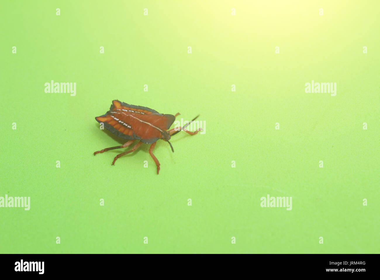 Asian stink bug hi-res stock photography and images - Alamy