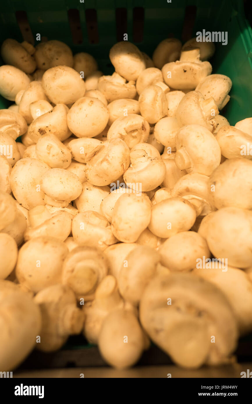 A mushroom is the fleshy, spore-bearing fruiting body of a fungus ...