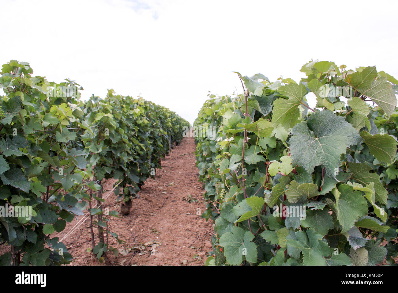 View of wine field and grape in Champagne hill in France Stock Photo ...