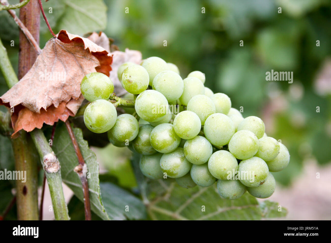 View of wine field and grape in Champagne hill in France Stock Photo ...