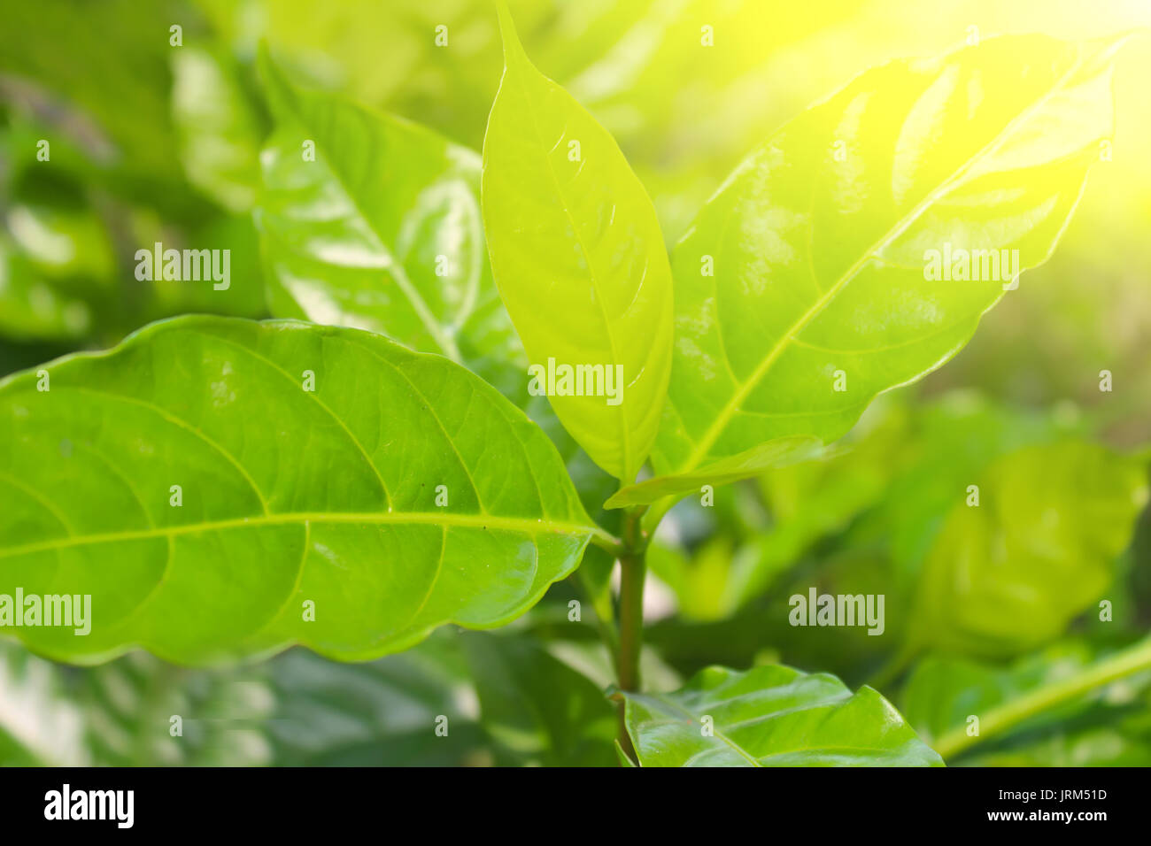 green germ in a Sun Light Background Stock Photo - Alamy