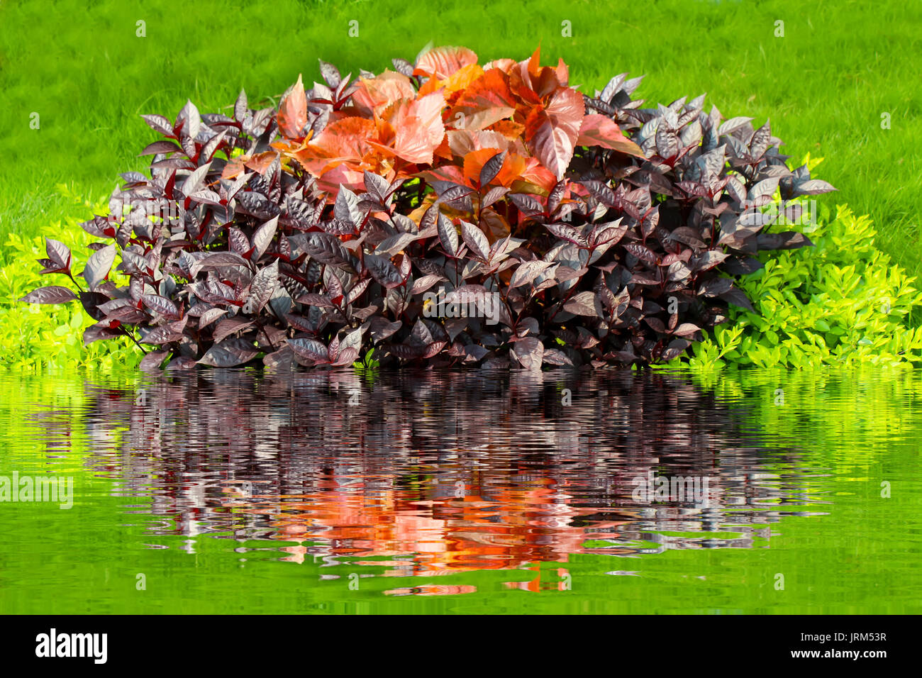colorful tree in the garden Stock Photo - Alamy