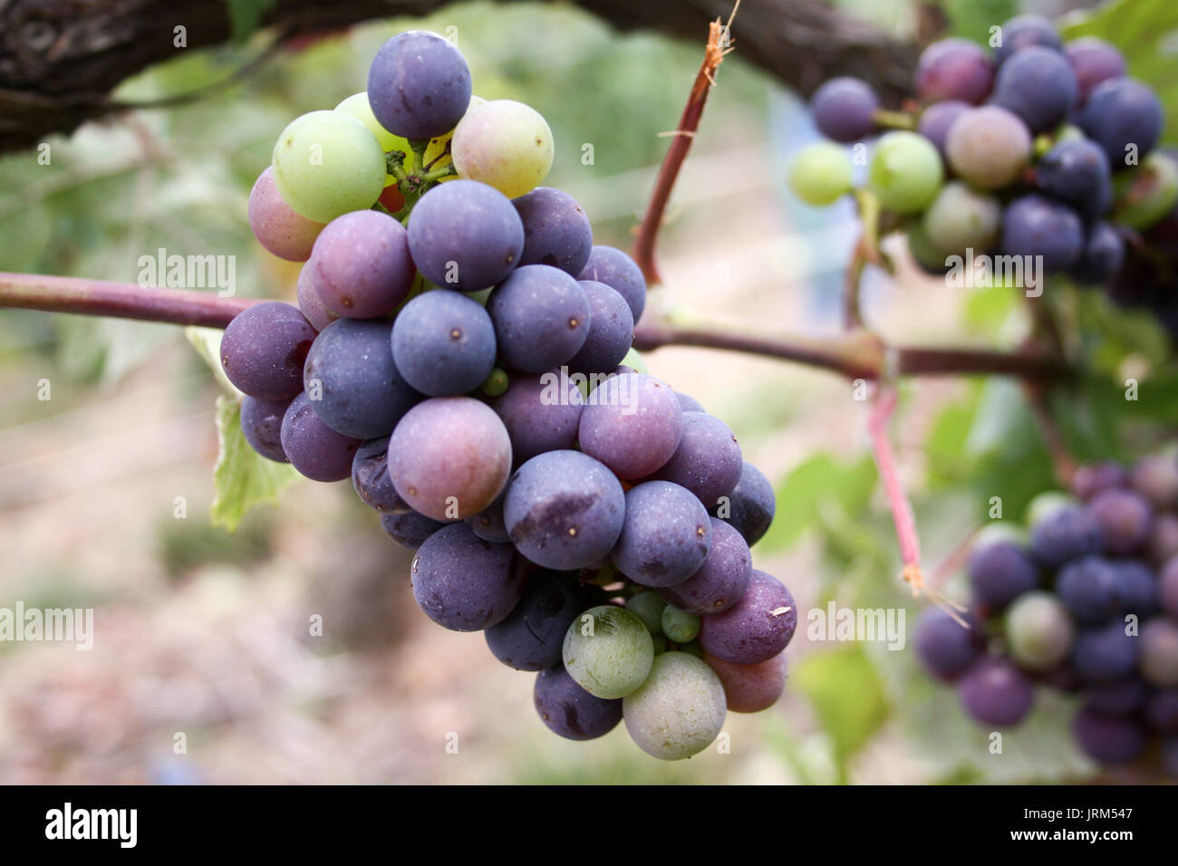 View of wine field and grape in Champagne hill in France Stock Photo ...