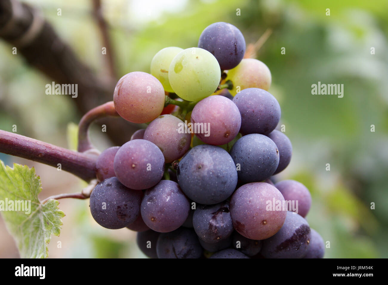 View of wine field and grape in Champagne hill in France Stock Photo ...