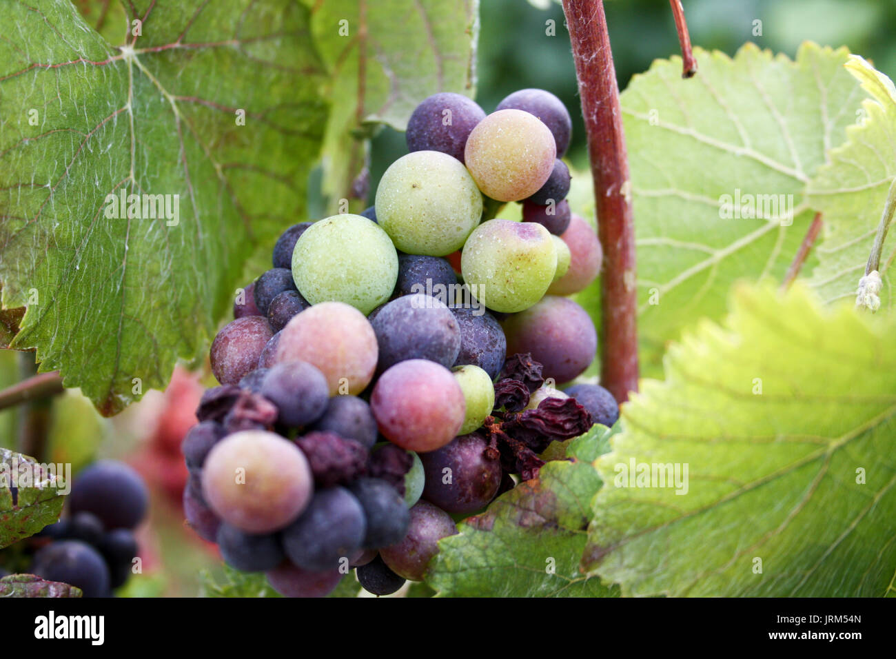 View of wine field and grape in Champagne hill in France Stock Photo ...