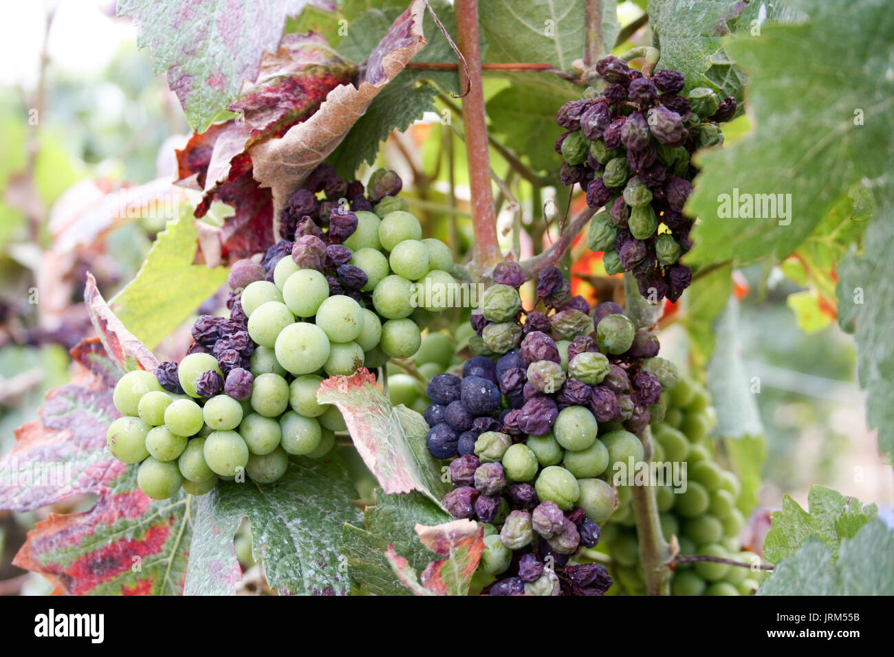 View of wine field and grape in Champagne hill in France Stock Photo ...