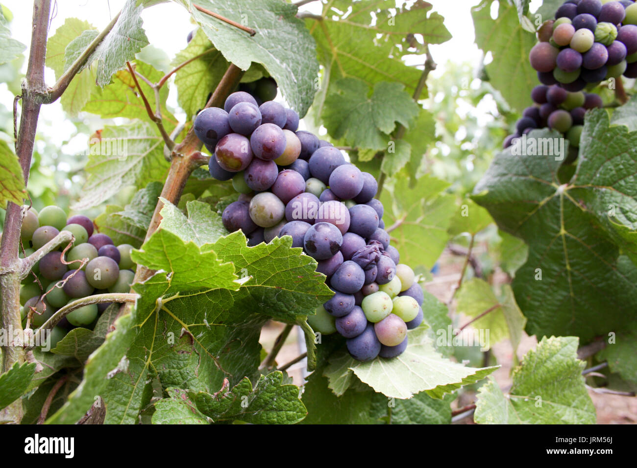 View of wine field and grape in Champagne hill in France Stock Photo ...