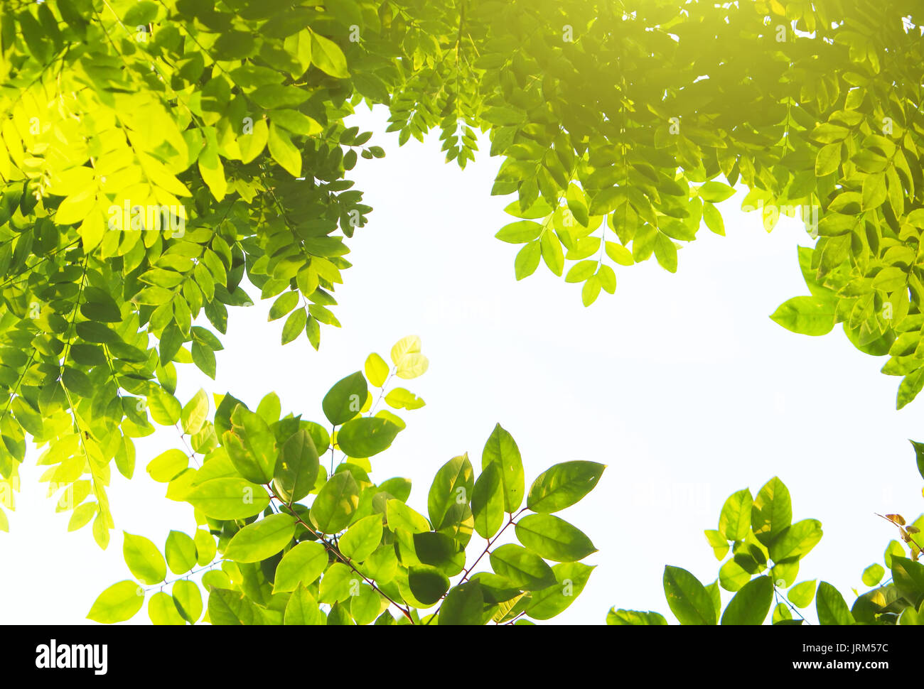 Abstract natural backgrounds for your design Stock Photo - Alamy