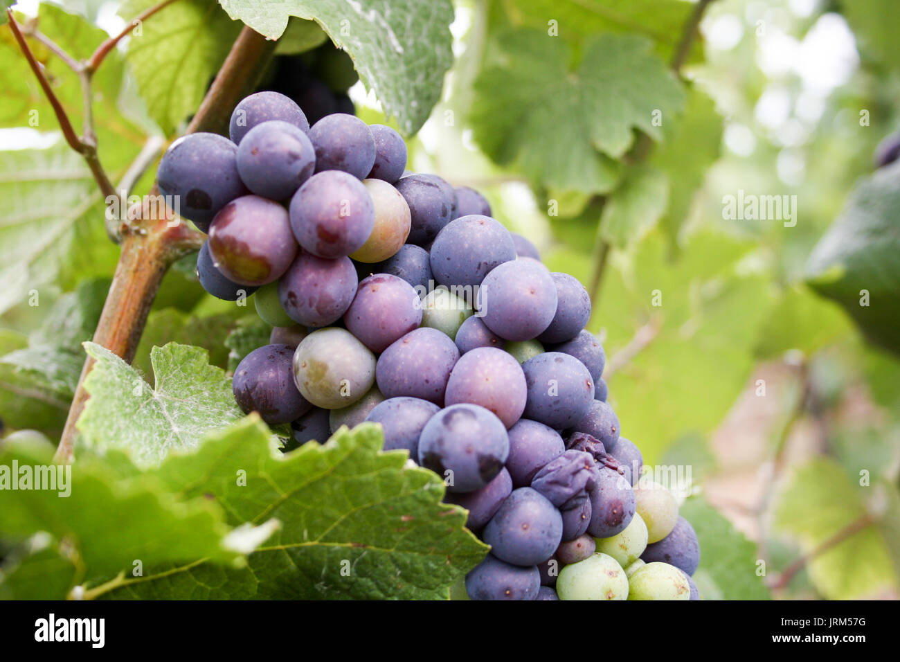 View of wine field and grape in Champagne hill in France Stock Photo ...