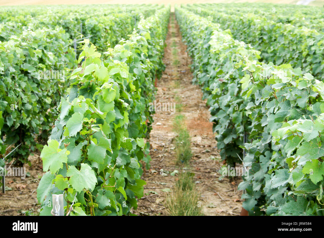 View of wine field and grape in Champagne hill in France Stock Photo ...