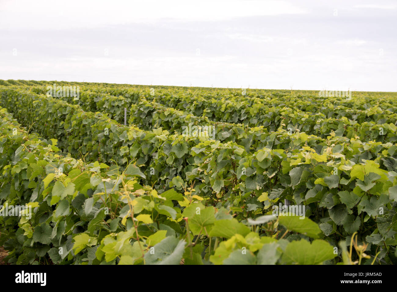 View of wine field and grape in Champagne hill in France Stock Photo ...