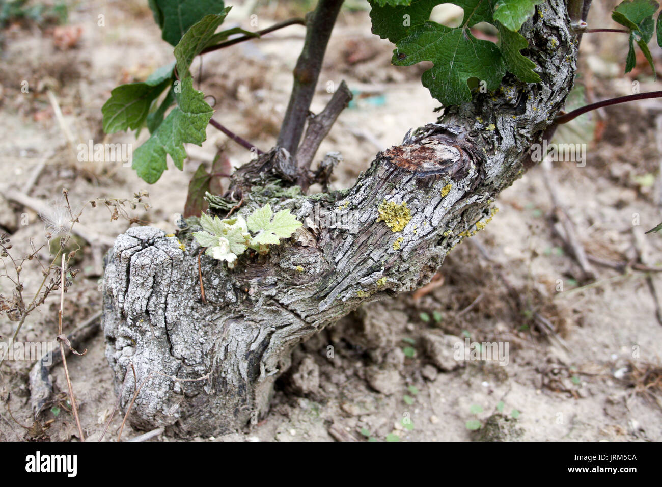 View of wine field and grape in Champagne hill in France Stock Photo ...