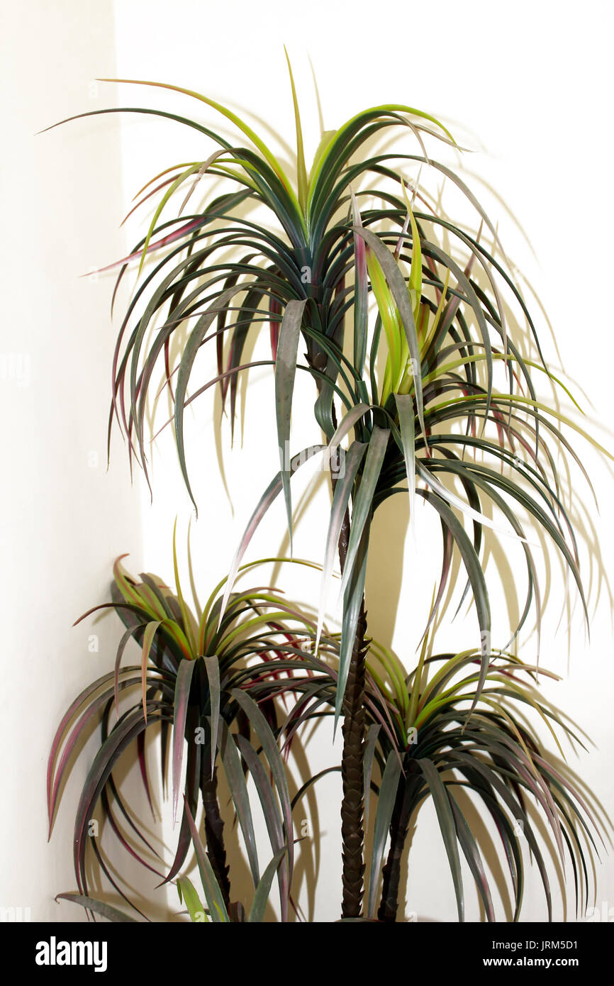 tree against a white wall Stock Photo - Alamy